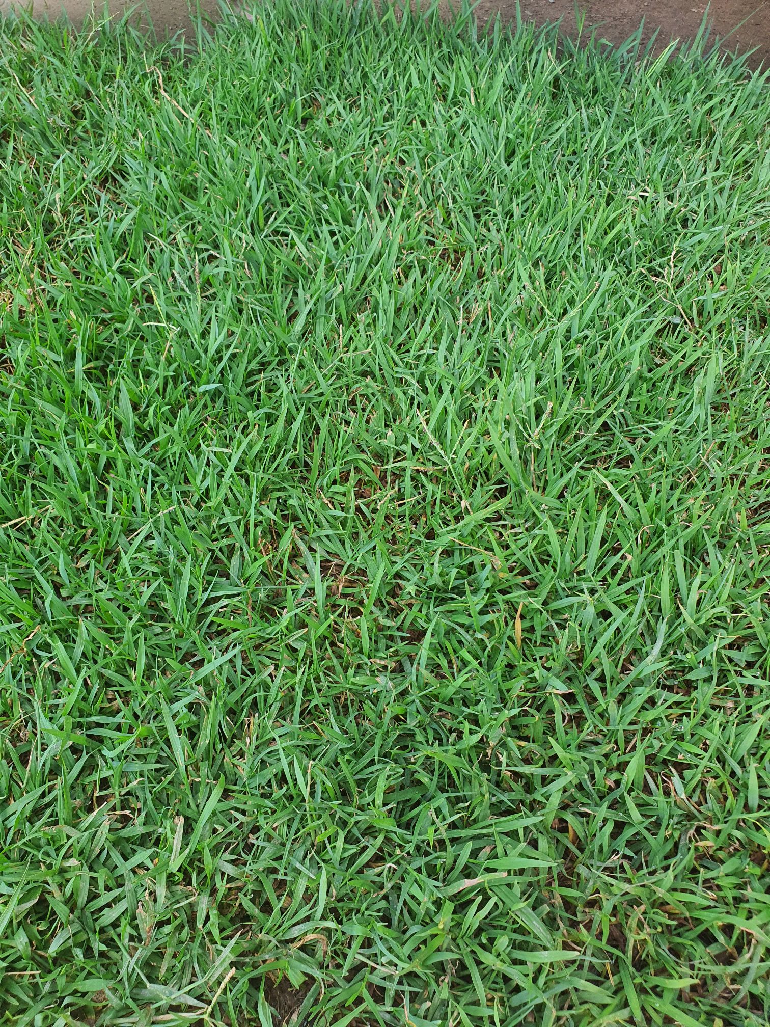 Turf Varieties Lawnton Landscaping Turf Varieties Lawnton Landscaping